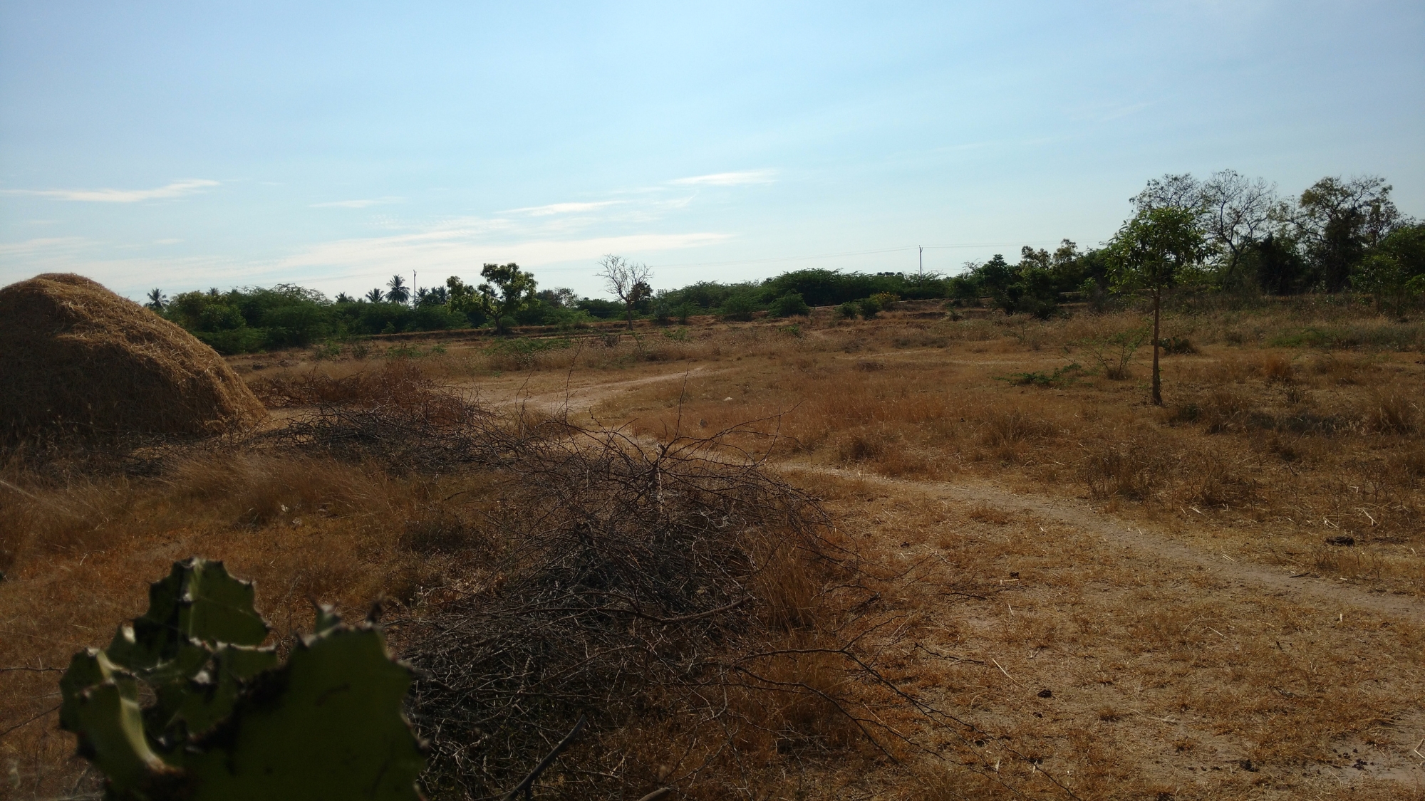 Cultivating the Drylands Challenge | Challenge Works